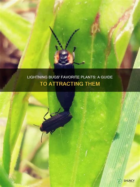 Lightning Bugs Favorite Plants A Guide To Attracting Them Shuncy