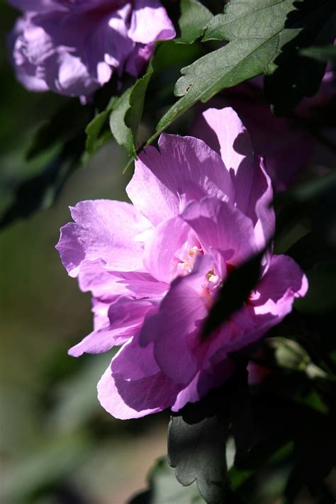 Hibiscus Flower Blossom Free Photo On Pixabay Pixabay