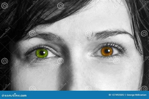 Cat Eyes Different Cathedrals Sleeping Pussy Tired Pussy The Most Beautiful Cat Eyes