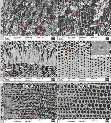 sem micrographs of control a b 70 pcl modified l c d and ul e f download scientific