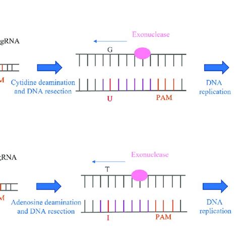 Crisprcas Mediated Base Editing A Cbe Cytosine Base Download