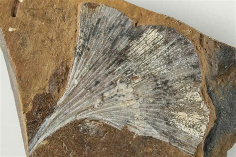1 6 Fossil Ginkgo Leaf From North Dakota Paleocene 201206 For Sale