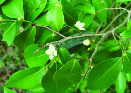 Ramas Con Flores De Oxandra Lanceolata Download Scientific Diagram