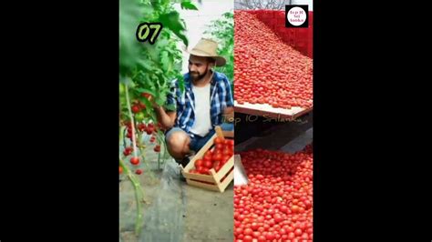 ලෝකයේ විශාලම තක්කාලි නිෂ්පාදනය කරන රටවල් 10 Top 10 Tomato Producing Countries In The World