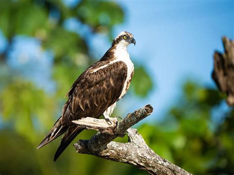 Osprey Bird Facts Pandion Haliaetus Birdfact