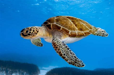 18 Colors Of Turtles Rarest To Most Common