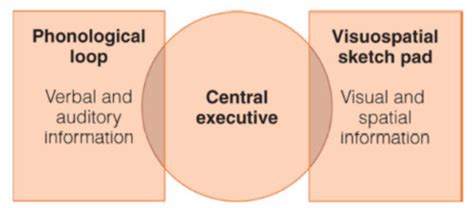 Test Cog Psych Flashcards Quizlet