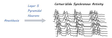 Pyramidal Neurons Cortex