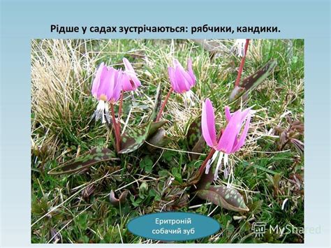 Презентация на тему: "РОДИНА ЛІЛІЙНІ (Liliaceae). ". Скачать бесплатно ...