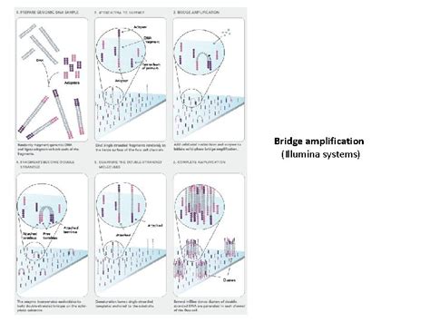 NGS NextGeneration High Throughput Sequencing I Background Nearly