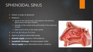 Sphenoid Sinus Normal Anatomy Thvdp