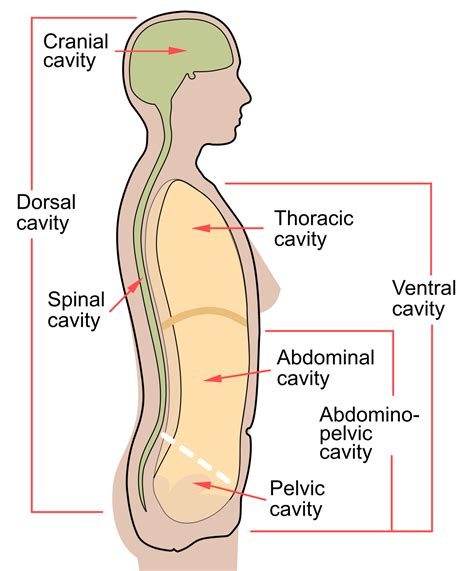 Thoracic Wall Wikipedia