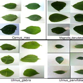 Sample Leaf Images In Experimental Dataset Download Scientific Diagram