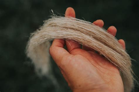 Processing Flax Pembina Fibreshed