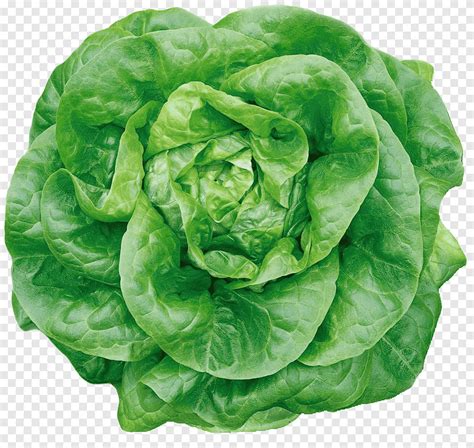 녹색 채소 예술 빙산 양상추 Butterhead 양상추 Celtuce Romaine 양상추 꽃 상추 Butterhead