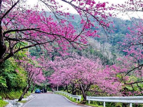 50 Hình ảnh Hoa Anh Đào Tổng Hợp Những Hình ảnh Hoa Anh Đào Nhật Bản