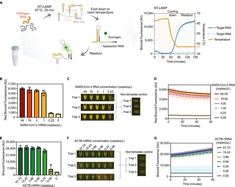 Rapid Multiplexed And Enzyme Free Nucleic Acid Detection Using