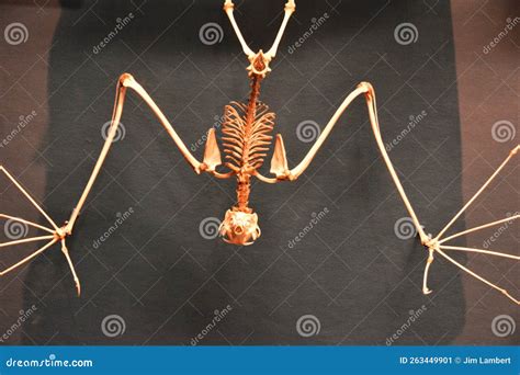 Large Bat Skeleton Stock Image Image Of Flying Bones 263449901