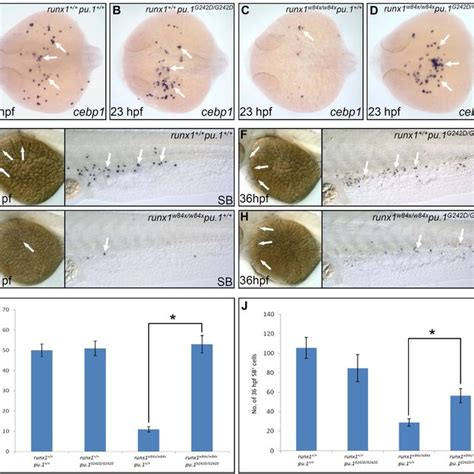 Enforced Pu1 Expression Promotes The Formation Of Embryonic