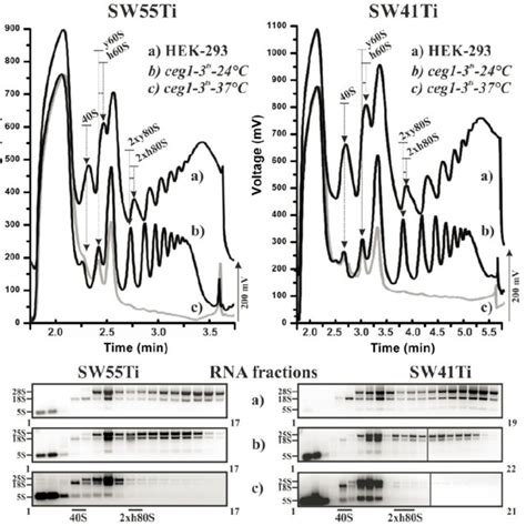 Qrt Pcr Based Visualization Of Polysome Profiles From Scarce Samples Download Scientific