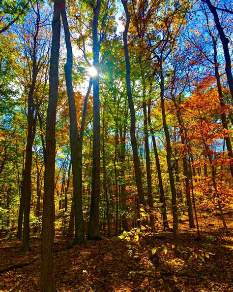 Pin By Scott DiMenno On Colorful Plants Tree Tree Trunk
