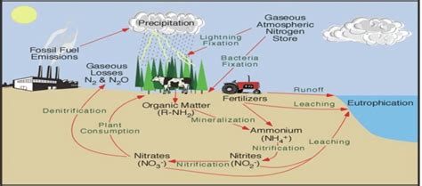 1 The Nitrogen Cycling Download Scientific Diagram