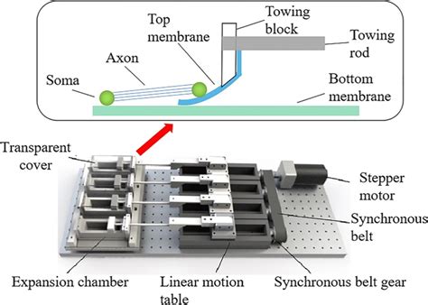 Three Dimensional Model Of Axon Stretch Growth Bioreactor System Download Scientific Diagram