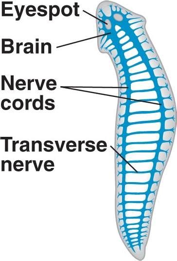 Nervous System Of Plathelminthes Plathelmintes The First Triploblastica