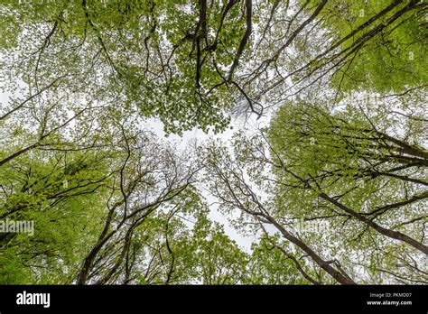 Abstract Woodland Tree Canopy Stock Photo Alamy