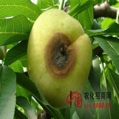 Apricotapp Object Detection Dataset And Pre Trained Model By Fyp 1