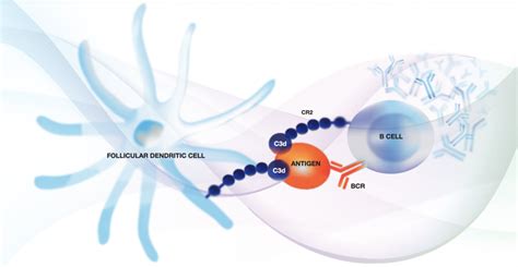 Lifecodes C3d Assay Antibody Testing Portfolio Immucor