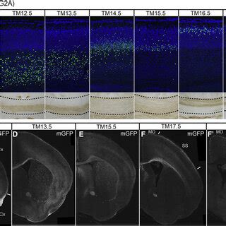 Cortex And Telencephalic Hemispheres Tagged By Neurod CreER D B A Download Scientific