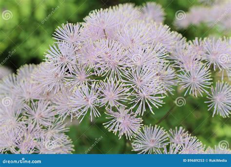 Columbine Meadow Rue Flowers Thalictrum Aquileolium Stock Image