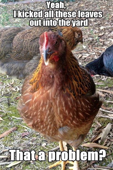Funny Chicken Birthday Memes At Tristan Pierson Blog