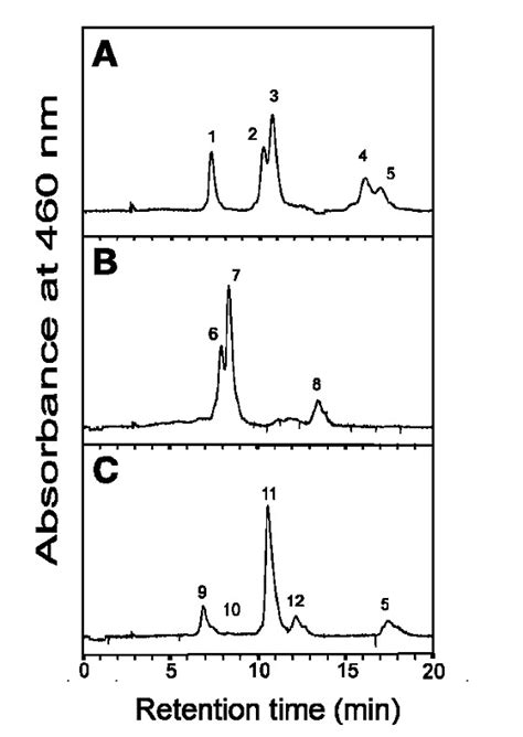 Hplc Separation Of Carotenoids From The E Coli Transformants Download Scientific Diagram