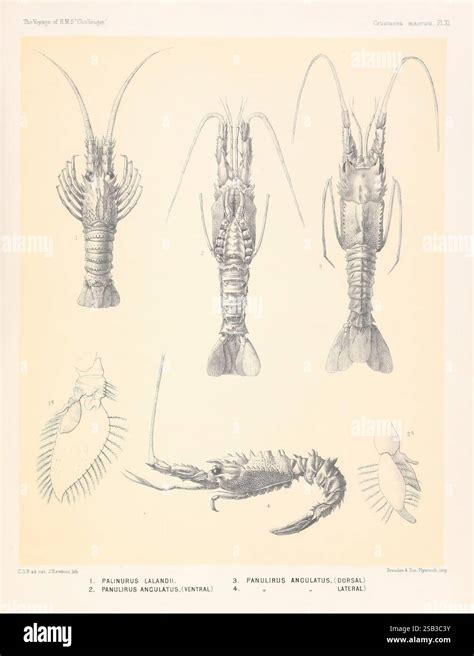 Report On The Scientific Results Of The Voyage Of Hms Challenger