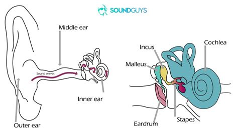 Noise Induced Hearing Loss What Is It And How To Prevent It Soundguys