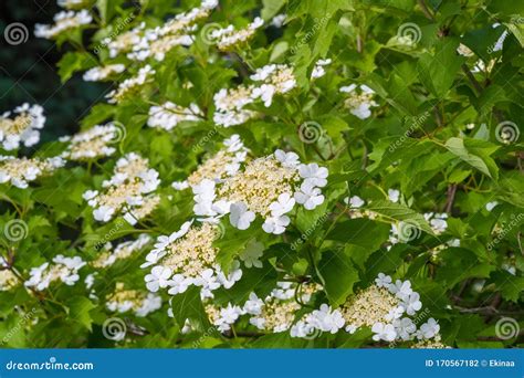 Kalina Flowers Viburnum Opulus In Russia The Viburnum Fruit Is Called
