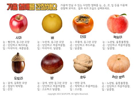 가을 3 가을 열매 놀이도안무료 활동지