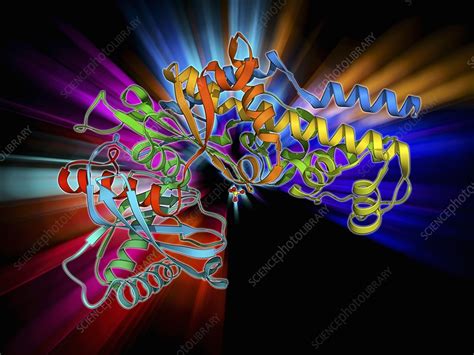 Hexokinase Sugar Enzyme Stock Image F009 6106 Science Photo Library