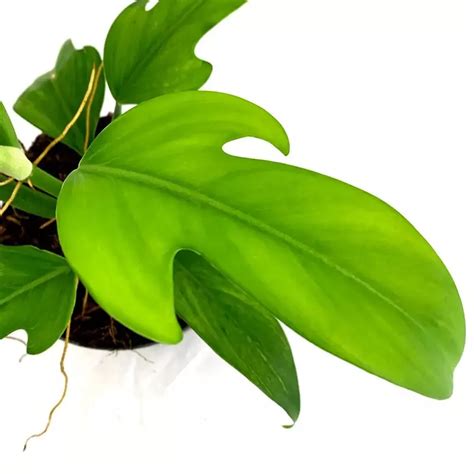 Philodendron Panduriforme Rare Jiffy Plants