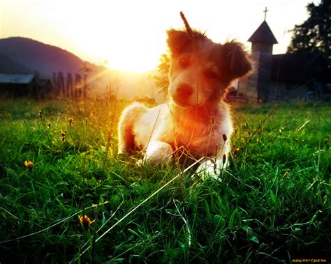 Обои Животные Собаки обои для рабочего стола фотографии животные собаки Обои для рабочего