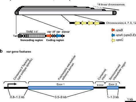 Antigenic Variation Semantic Scholar