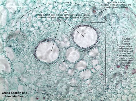 Dipayan Jana On Linkedin In A Recent Workshop In Our Microscopy Lab A