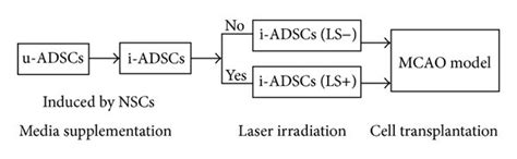 A Flowchart Illustrating The Experimental Design Detailed Procedures