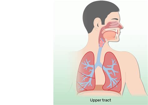 Respiratory System