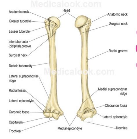 UE Bones Muscles Joints Flashcards Quizlet