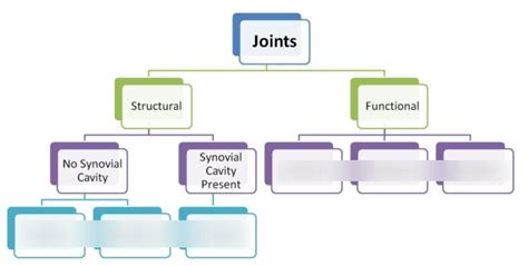 Human Anatomy And Physiology 1 Chapter 9 Diagram Quizlet