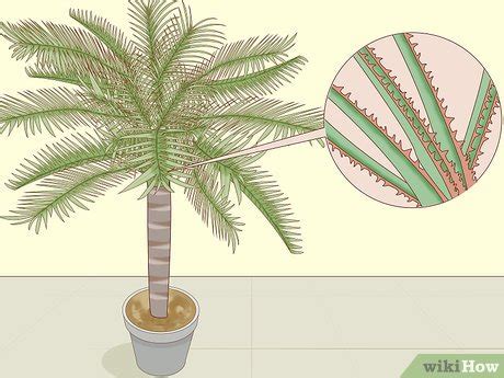 2 Easy Ways To Identify Palm Trees With Pictures