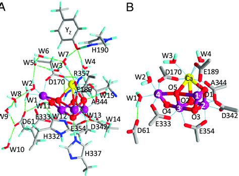 A Optimized Structure Of The Whole QM Region In The QM MM Calculation